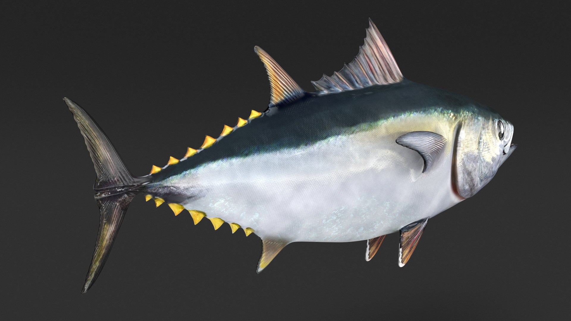 3D Bluefin Tuna Rigged For Cinema 4D Model - TurboSquid 2384619