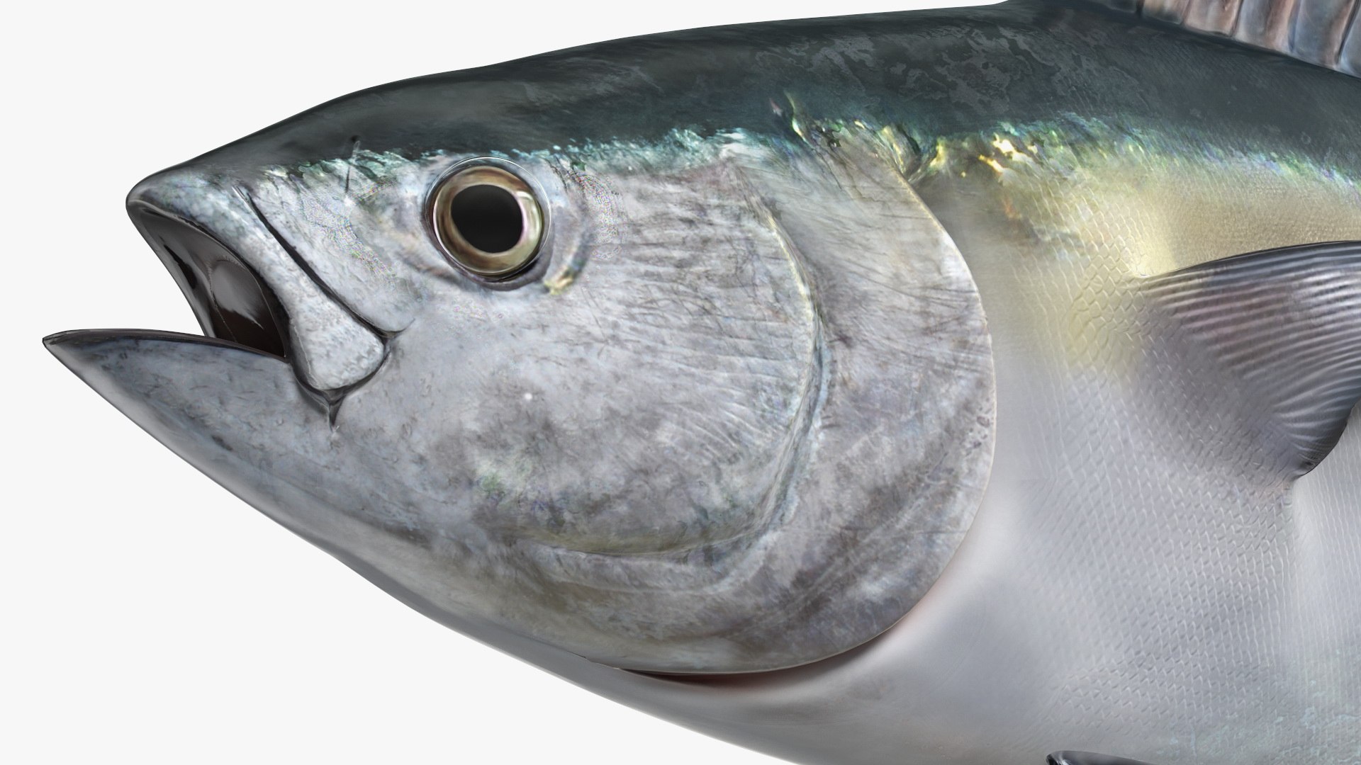 3D Bluefin Tuna Rigged For Cinema 4D Model - TurboSquid 2384619