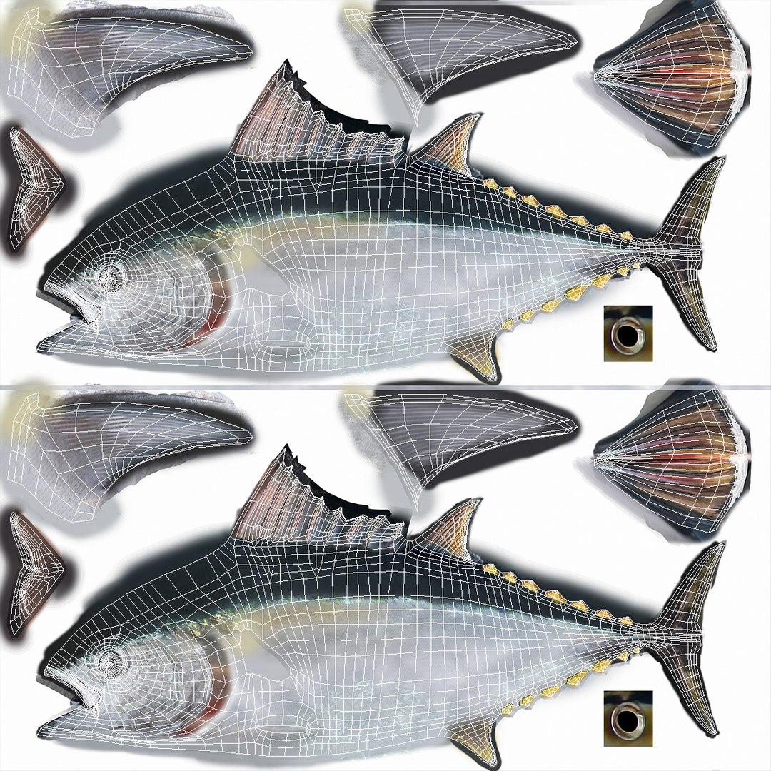 3D Bluefin Tuna Rigged For Cinema 4D Model - TurboSquid 2384619