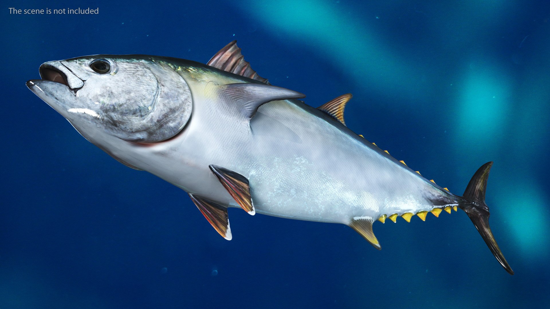 3D Bluefin Tuna Rigged For Cinema 4D Model - TurboSquid 2384619