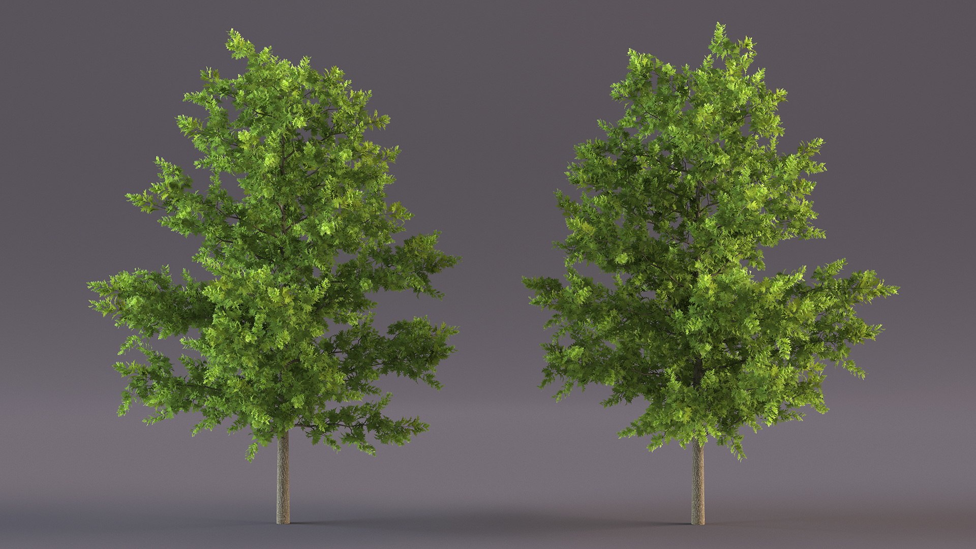 Oak Tree 3D Model - TurboSquid 2228917