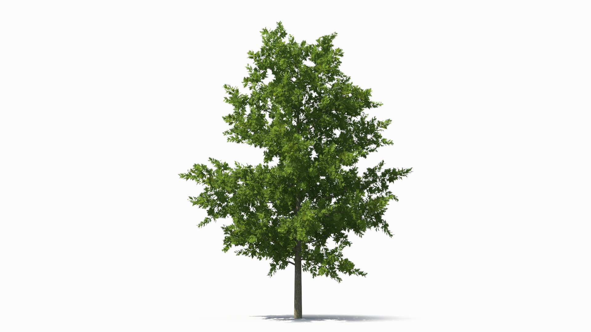 Oak Tree 3D Model - TurboSquid 2228917