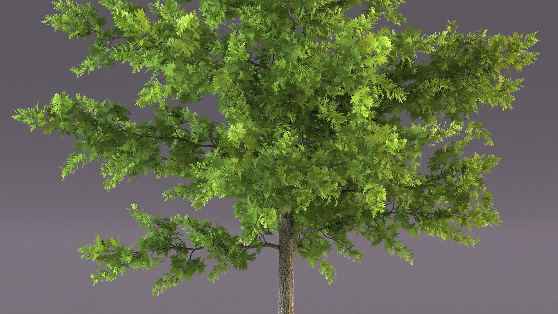 Oak Tree 3D Model - TurboSquid 2228917