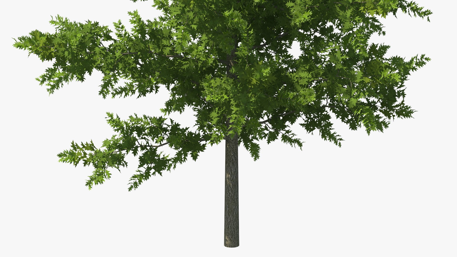 Oak Tree 3D Model - TurboSquid 2228917