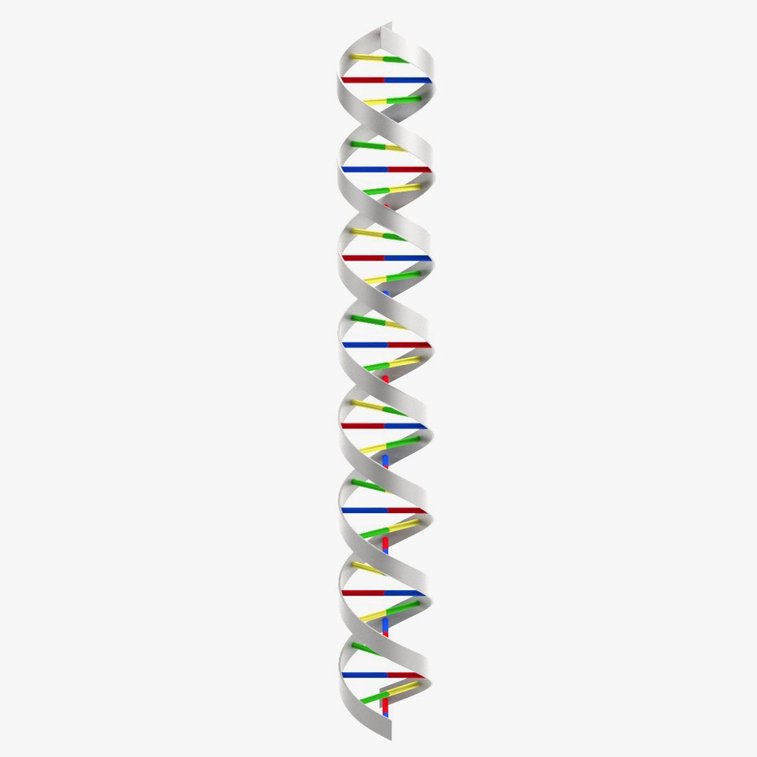 3d dna set model