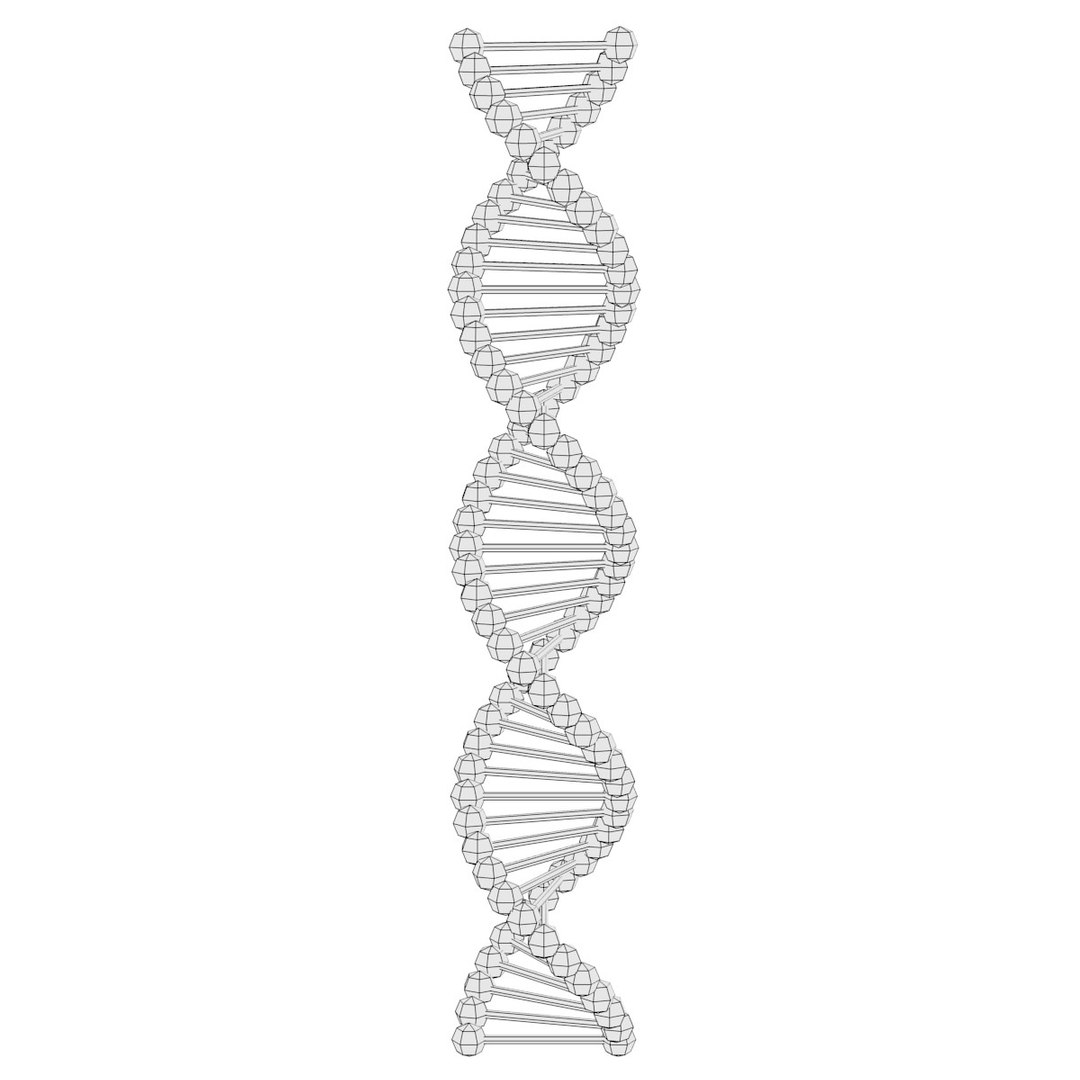 3d dna set model