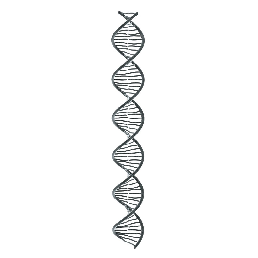 3d dna set model