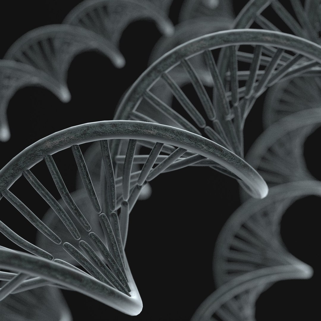 3d dna set model