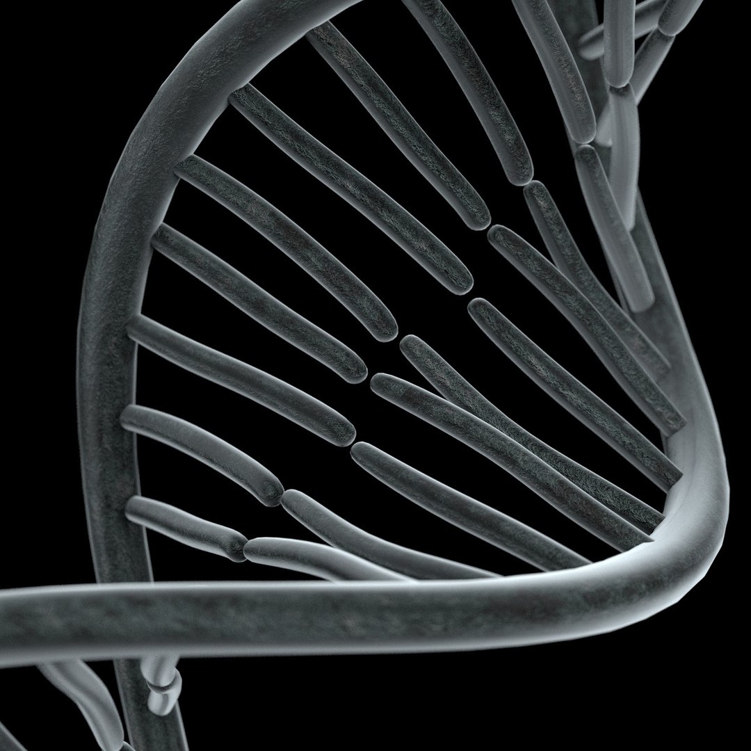 3d dna set model