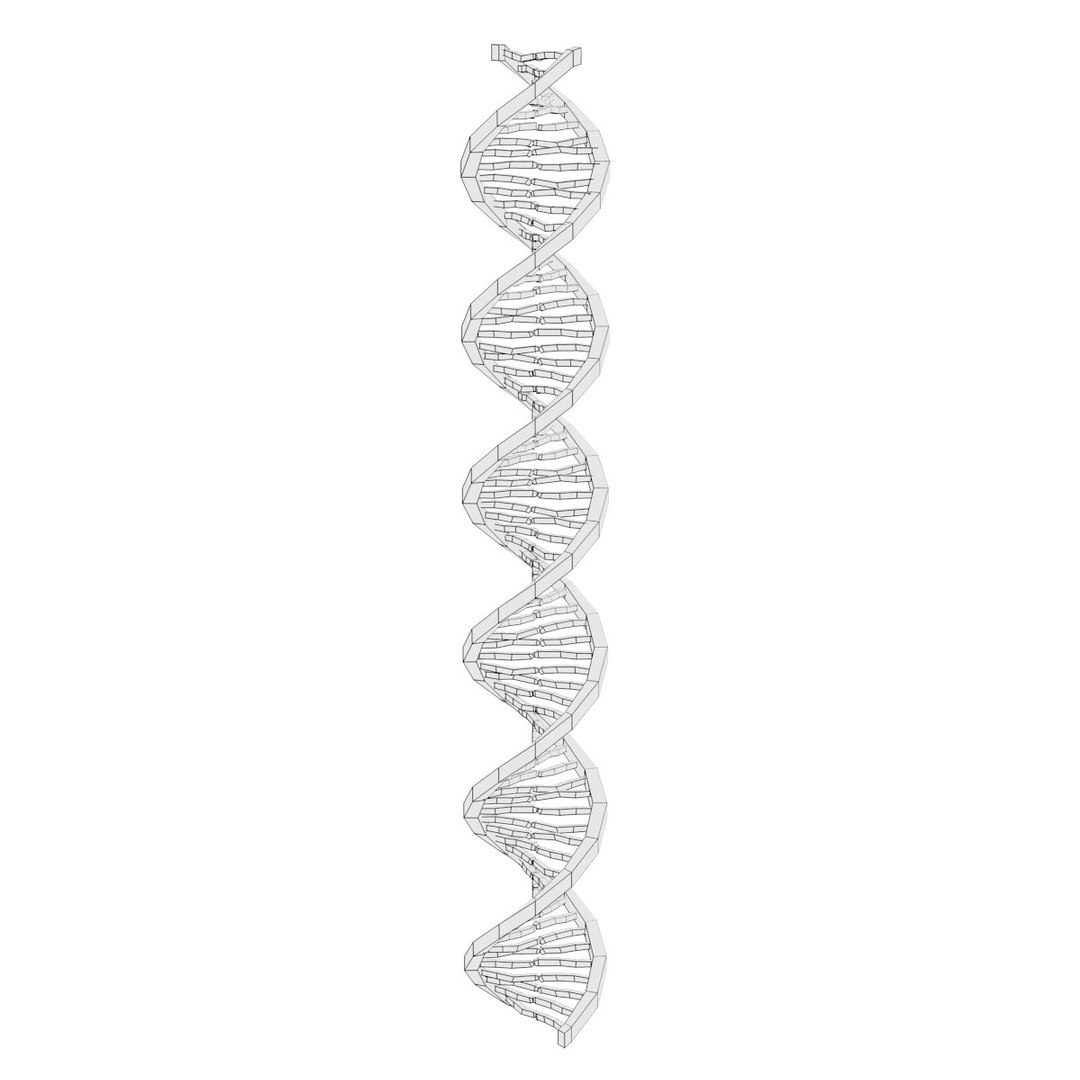 3d dna set model