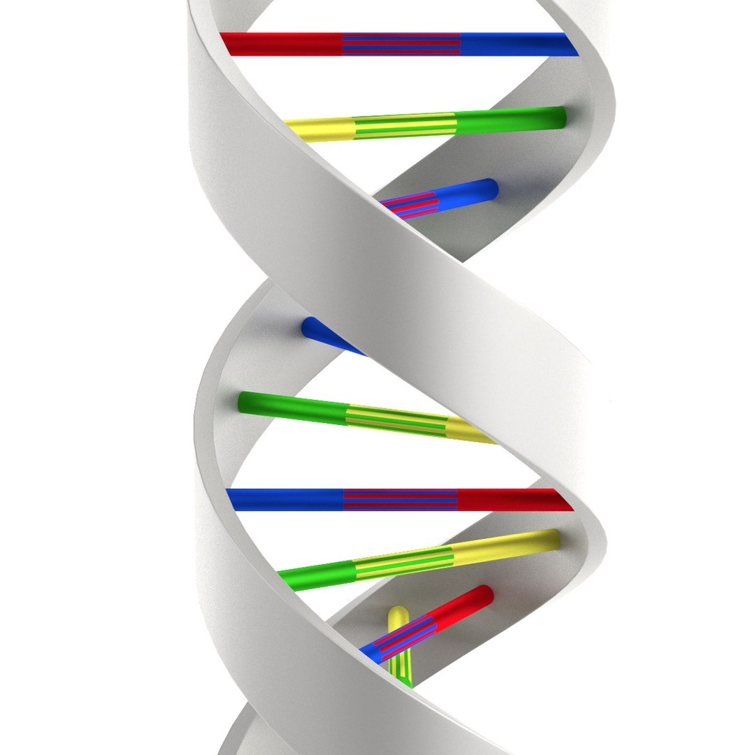 3d dna set model