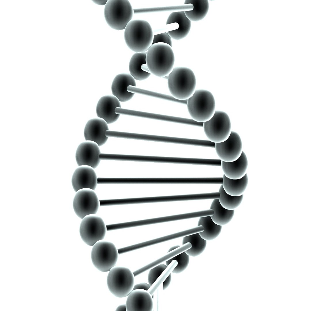 3d dna set model