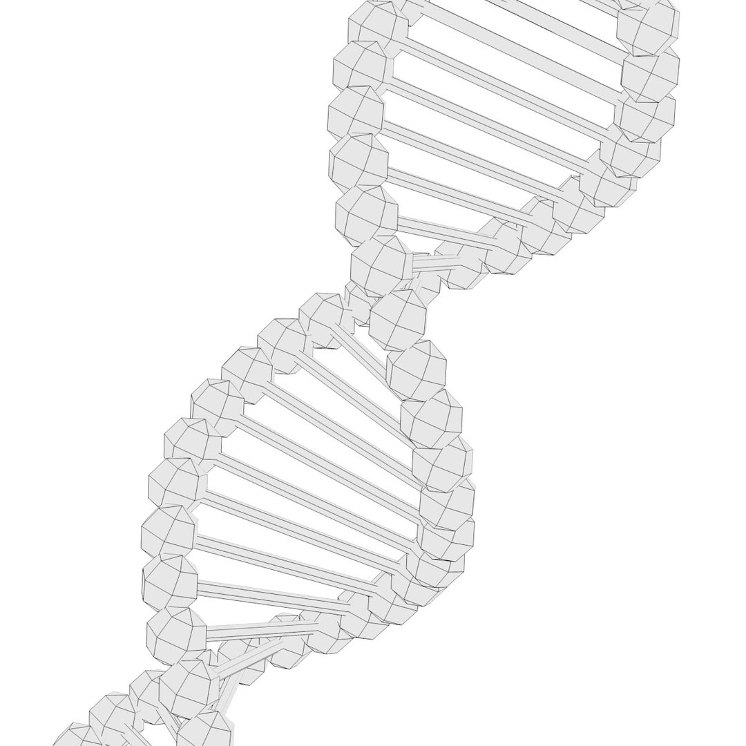 3d dna set model