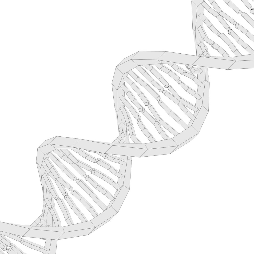 3d dna set model