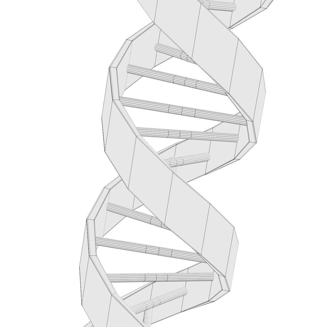 3d dna set model
