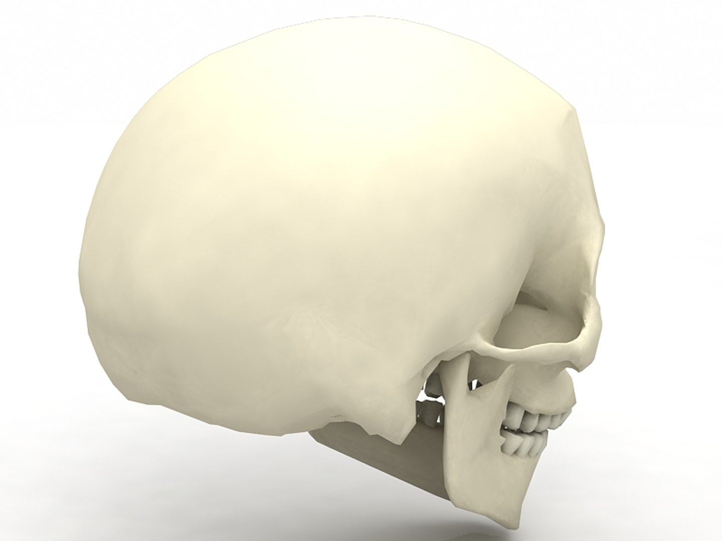 3D Real Human Skull model - TurboSquid 1784344