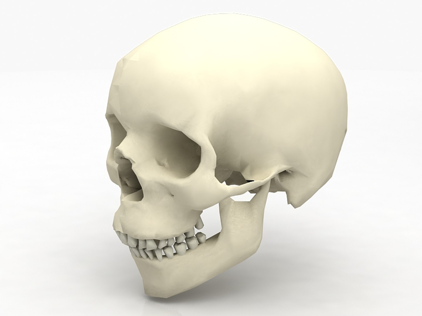 3D Real Human Skull model - TurboSquid 1784344
