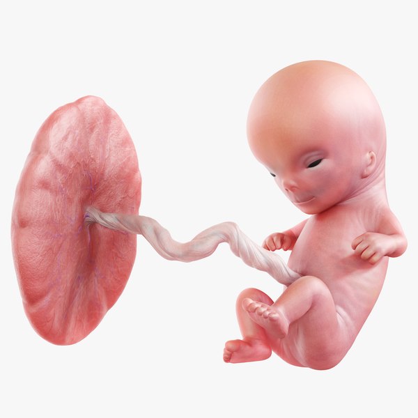 Fetus Week 11 Static model - TurboSquid 1874826