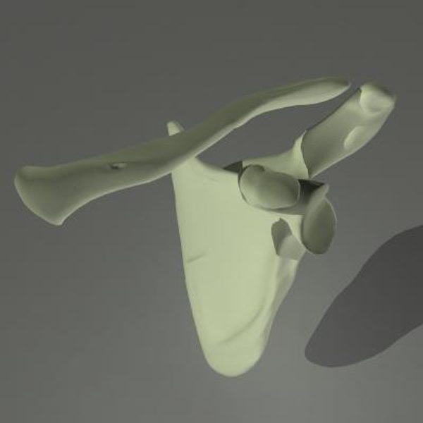 Free 3D Anatomy-Clavicle Models | TurboSquid