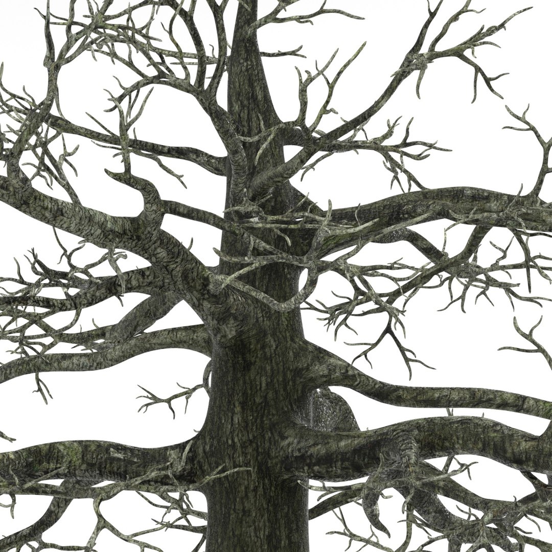 Dead Old Oak Tree 3d Model