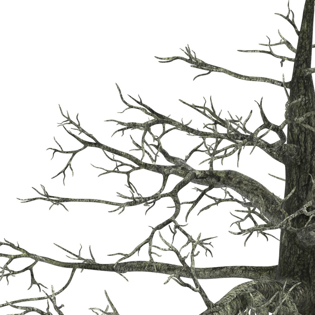 Dead Old Oak Tree 3d Model