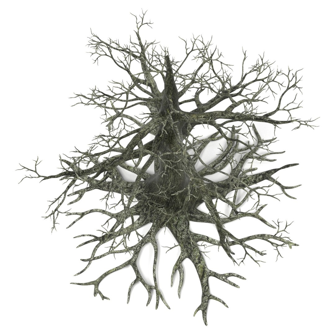 Dead Old Oak Tree 3d Model