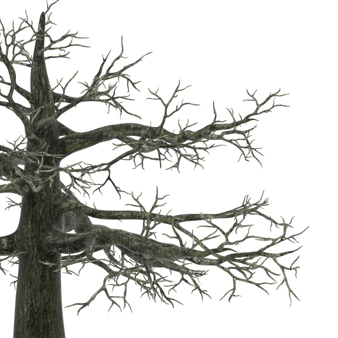 Dead Old Oak Tree 3d Model