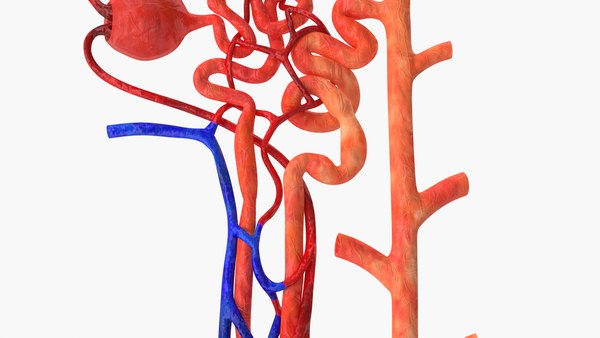 modelo 3d Estructura de la nefrona del riñón - TurboSquid 1737529