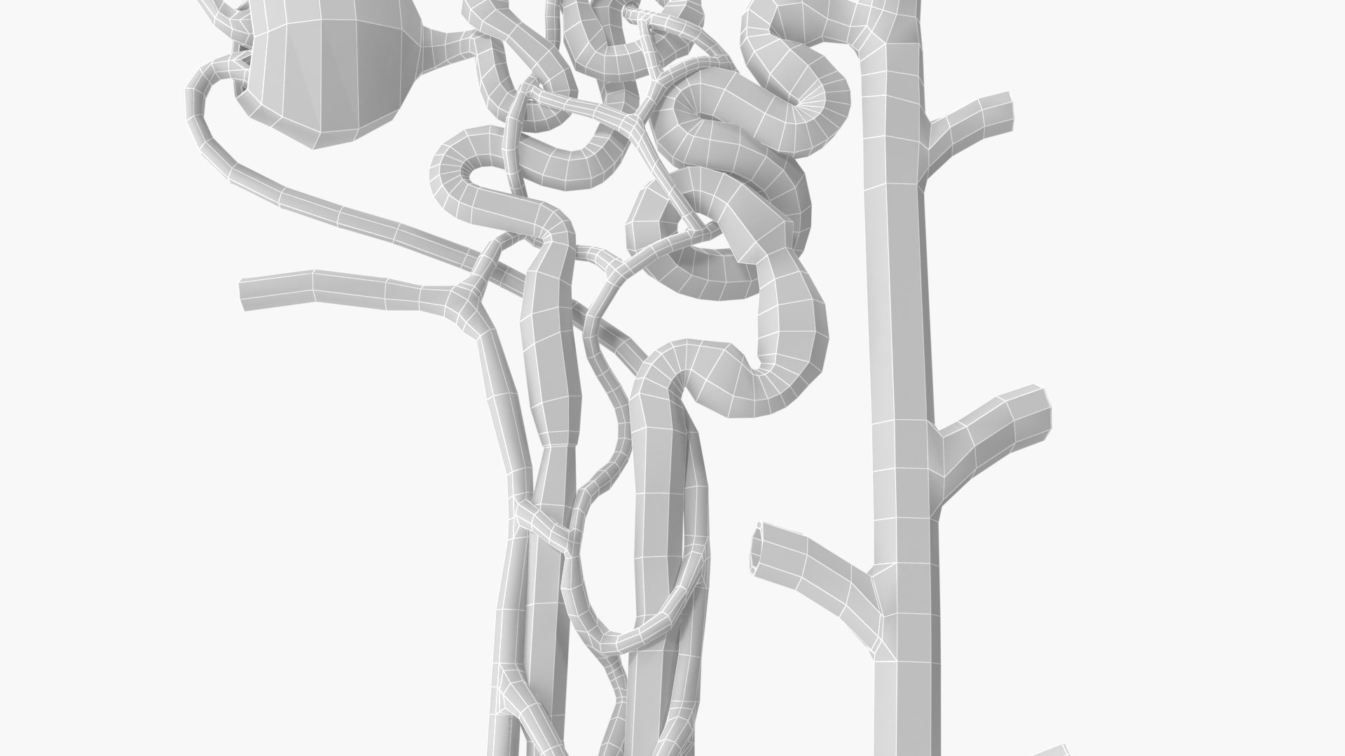 Kidney Nephron Structure Model - TurboSquid 1737529