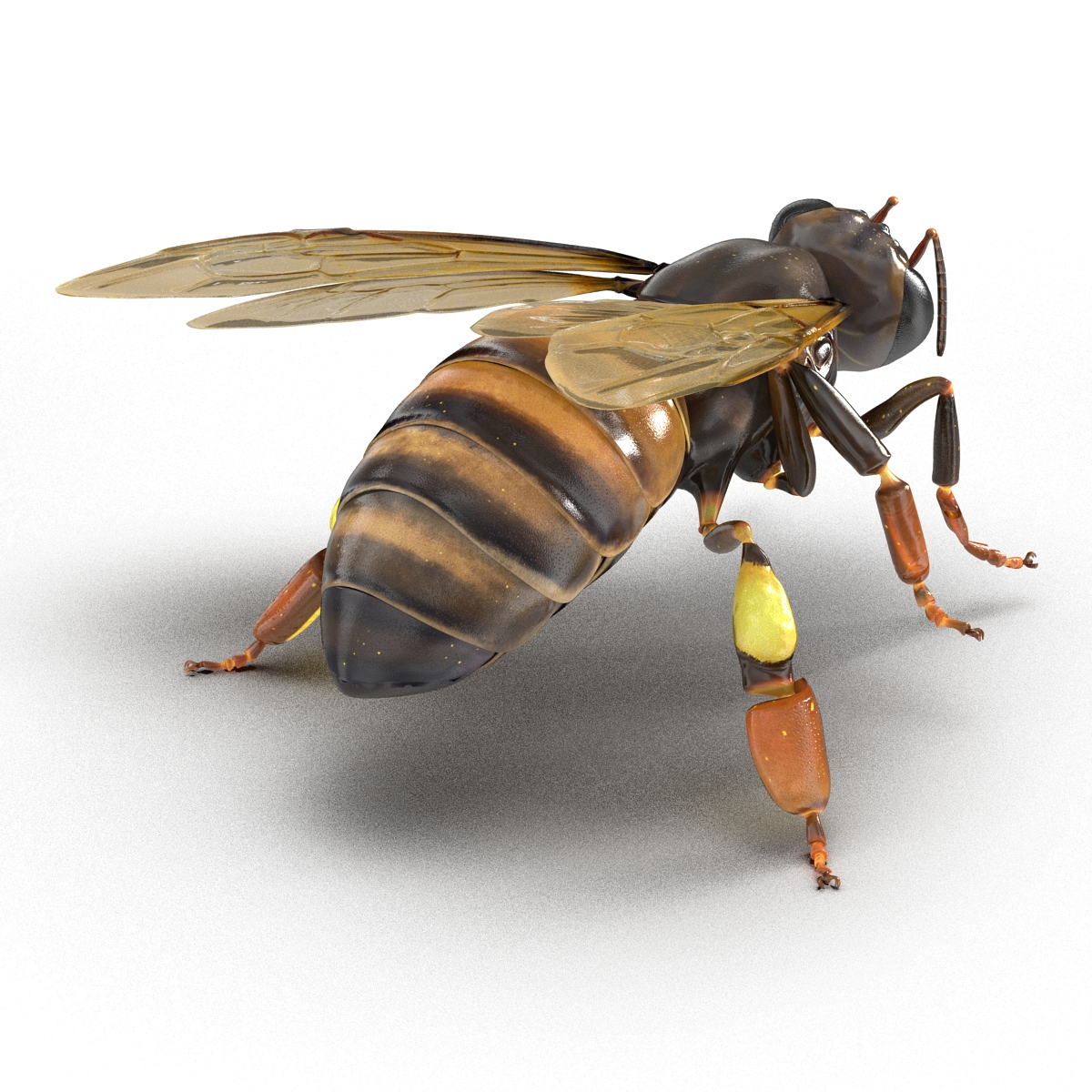 modelo 3d Honey Bee aparejo para Cinema 4D - TurboSquid 1494741