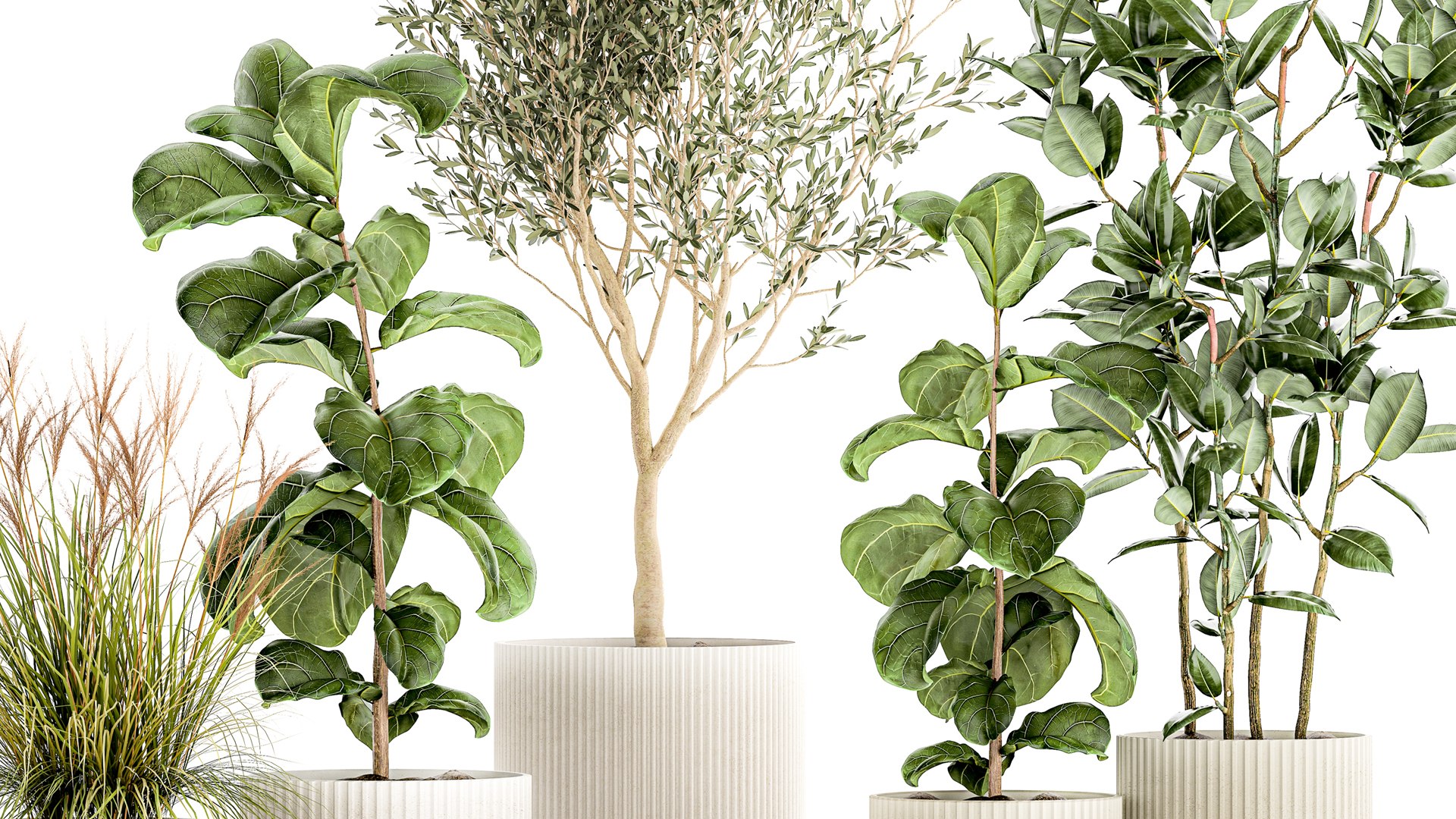 3D Model Set Of Plants White Modern Pots Ficus Lyrata Olive Tree 1456 ...