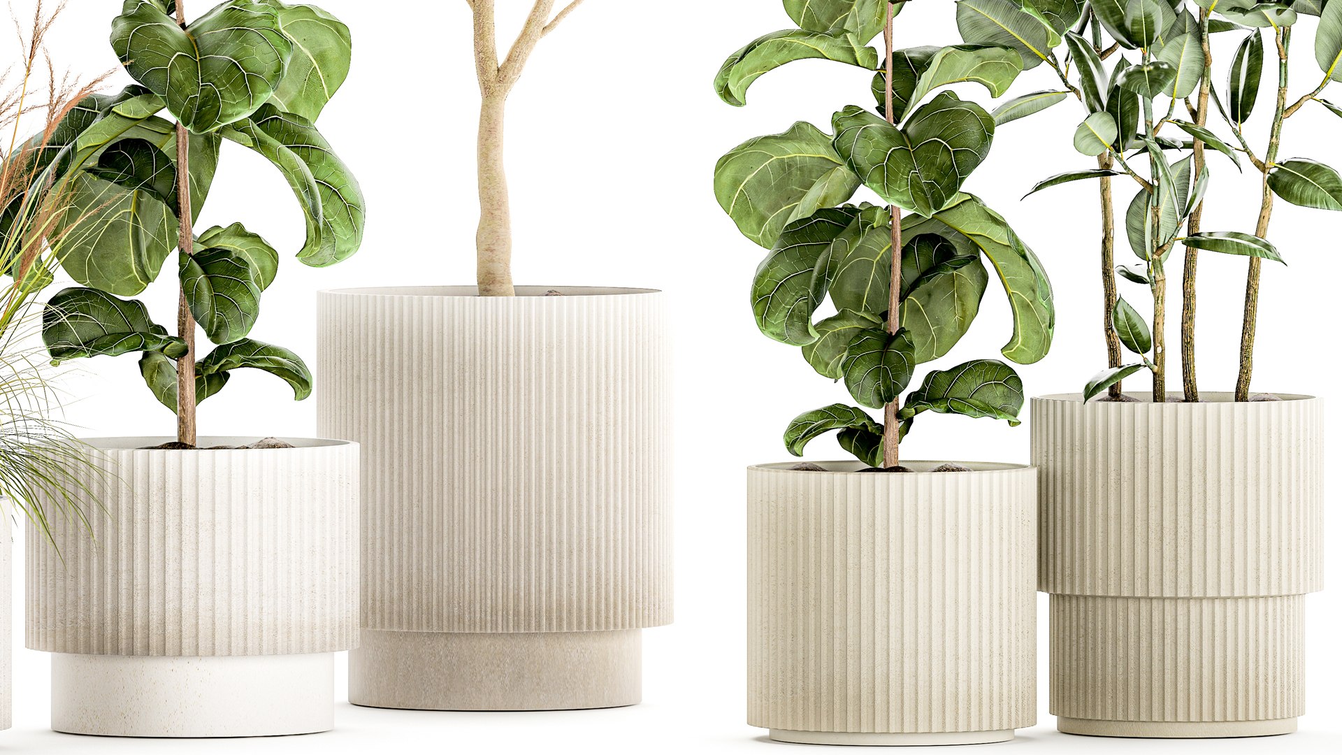 3D Model Set Of Plants White Modern Pots Ficus Lyrata Olive Tree 1456 ...