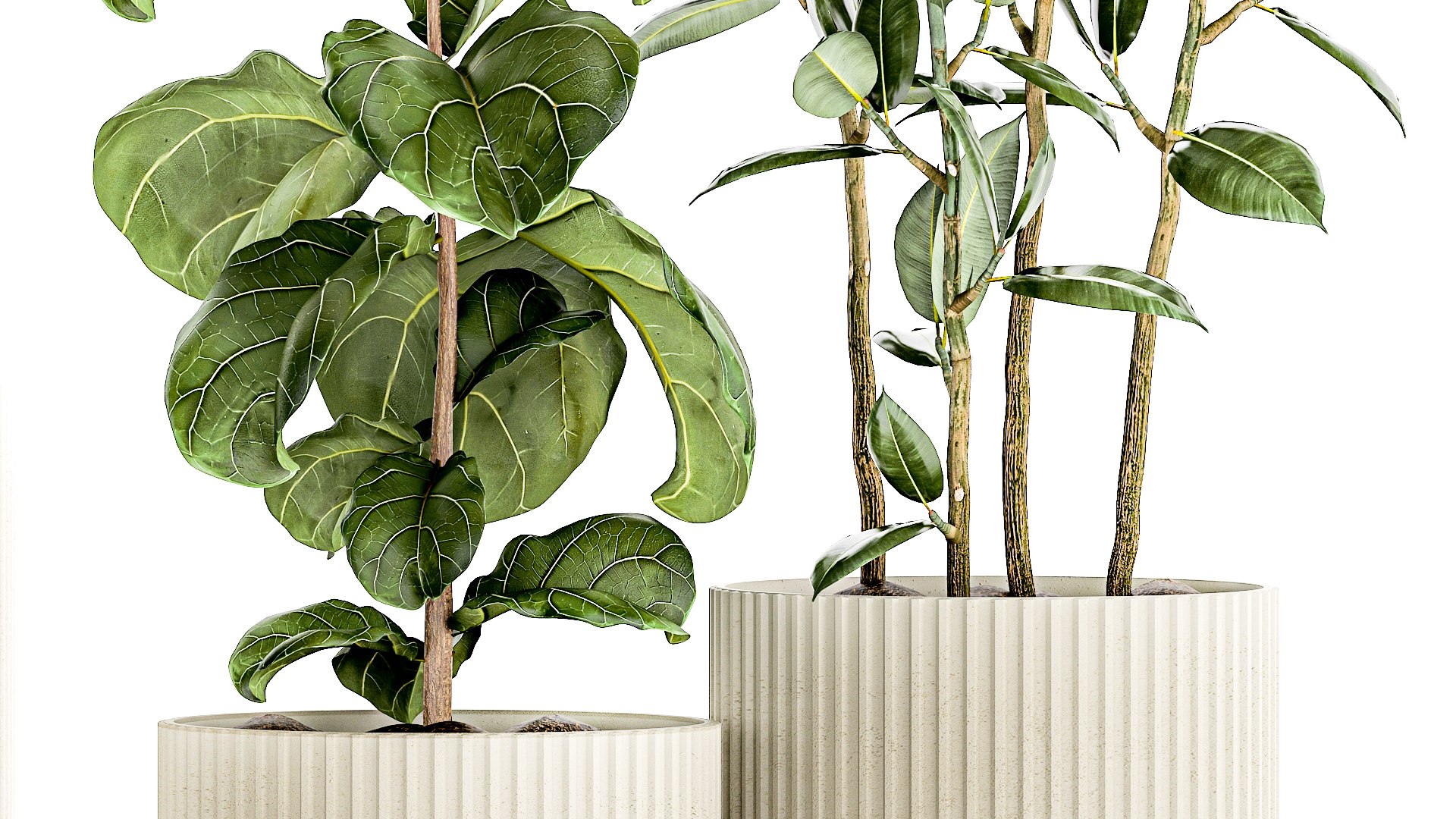 3D Model Set Of Plants White Modern Pots Ficus Lyrata Olive Tree 1456 ...