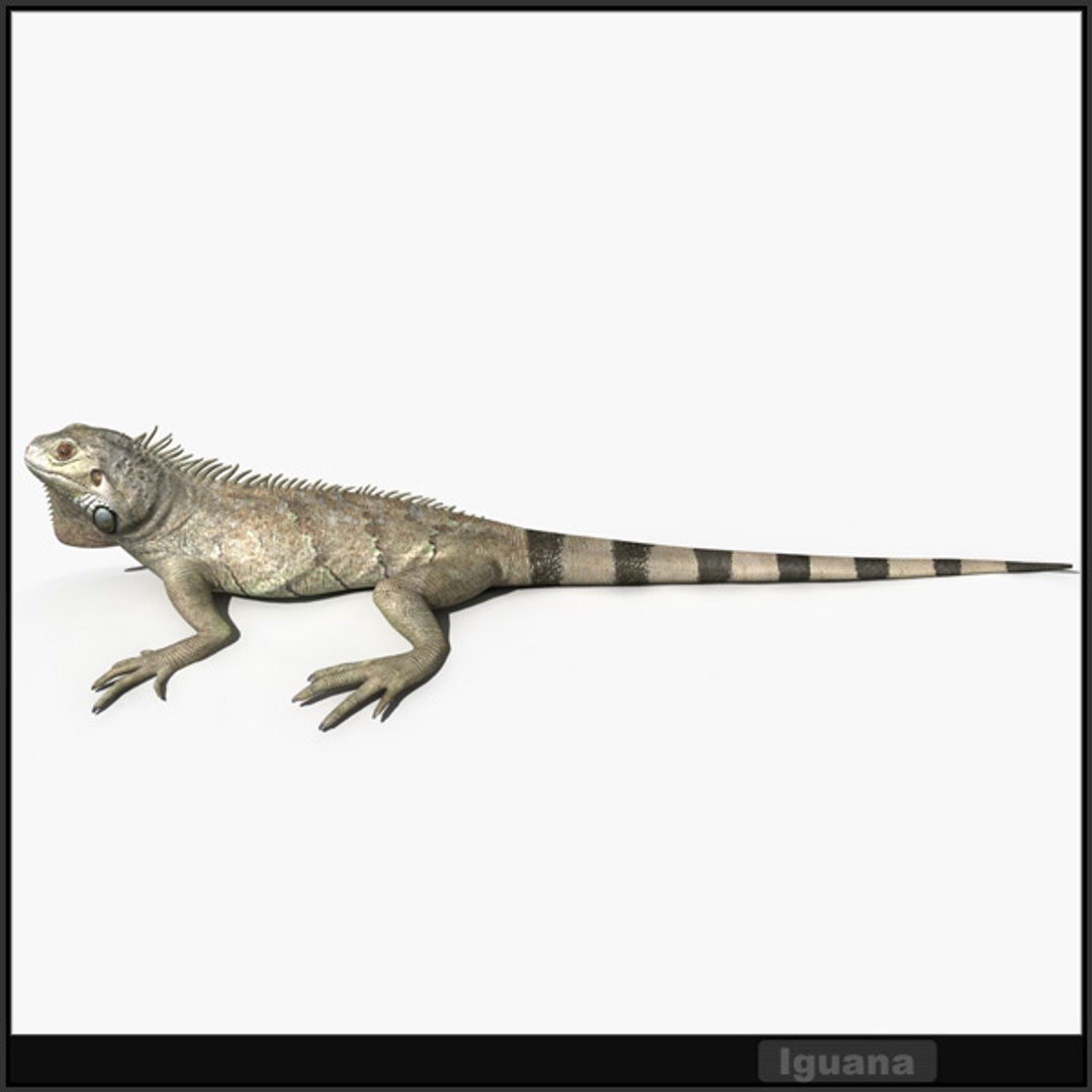 Resolution Iguana Lizards 3d Model