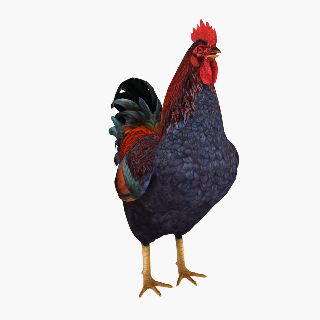 Rooster 3d Model
