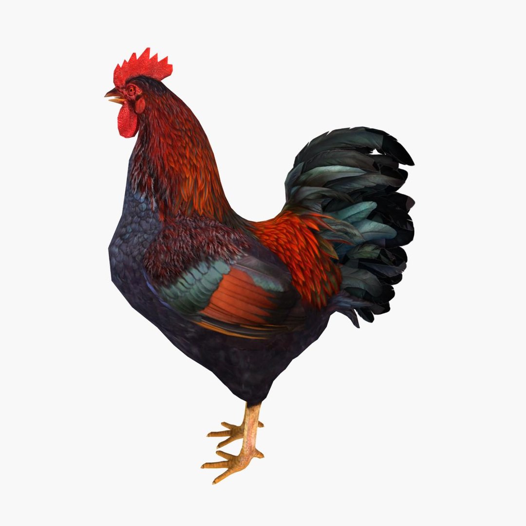 Rooster 3d Model