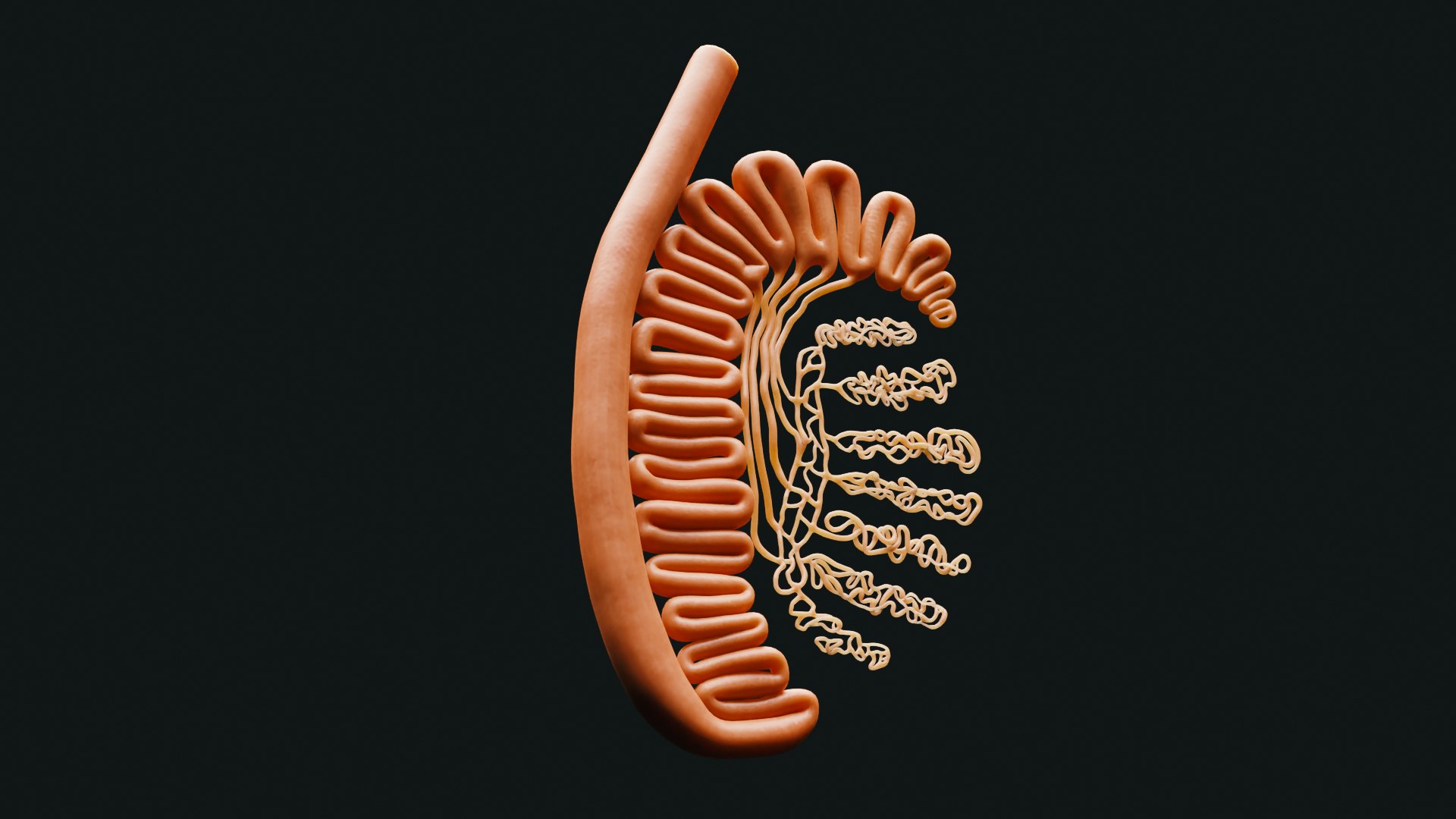 Male Testicles Testes Anatomy Model - TurboSquid 1988351