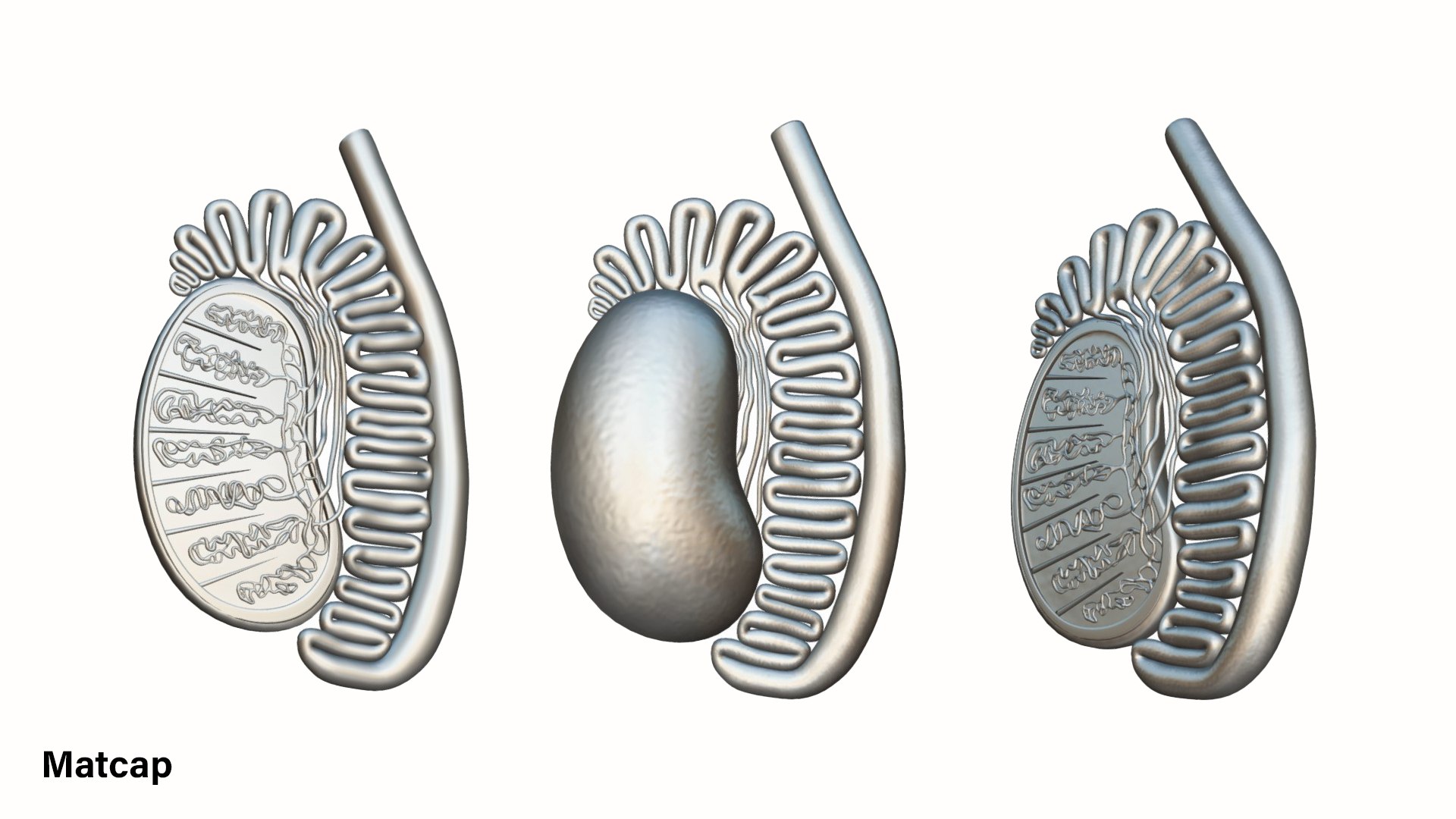Male Testicles Testes Anatomy Model - TurboSquid 1988351
