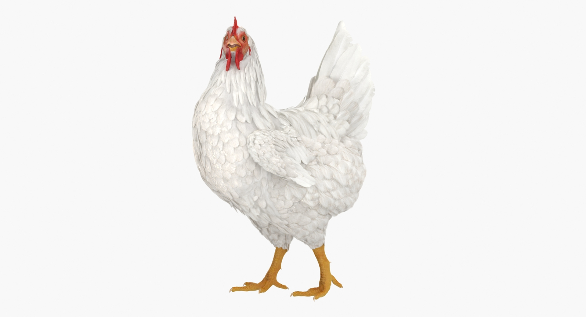White Chicken Walking Pose 3ds