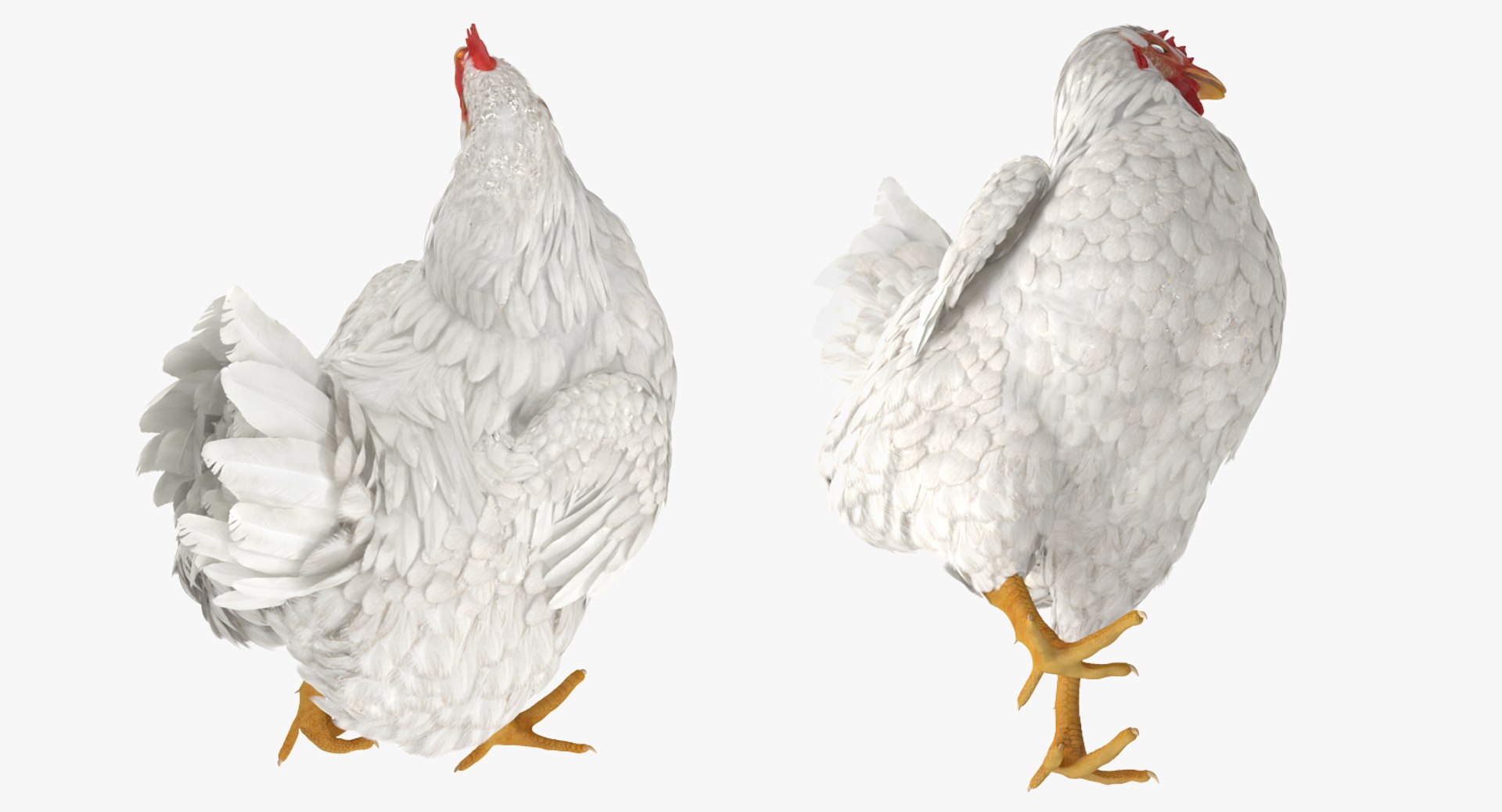 White Chicken Walking Pose 3ds