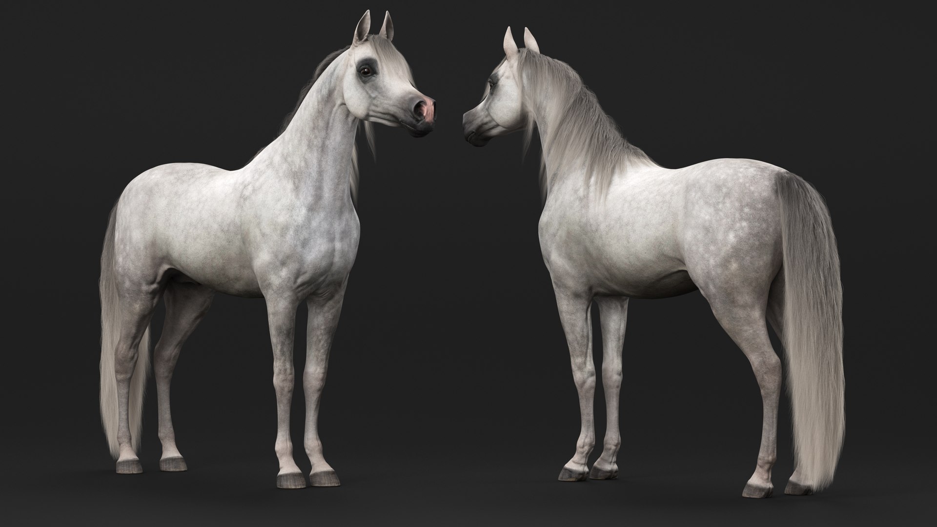 Arabian Horse Gray Dappled Fur 3D Model - TurboSquid 2178027