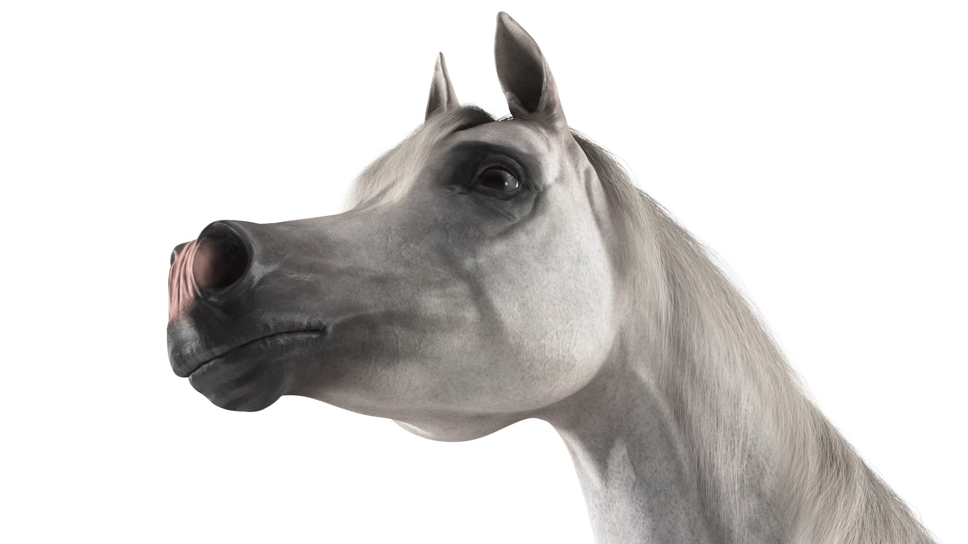 Arabian Horse Gray Dappled Fur 3D Model - TurboSquid 2178027