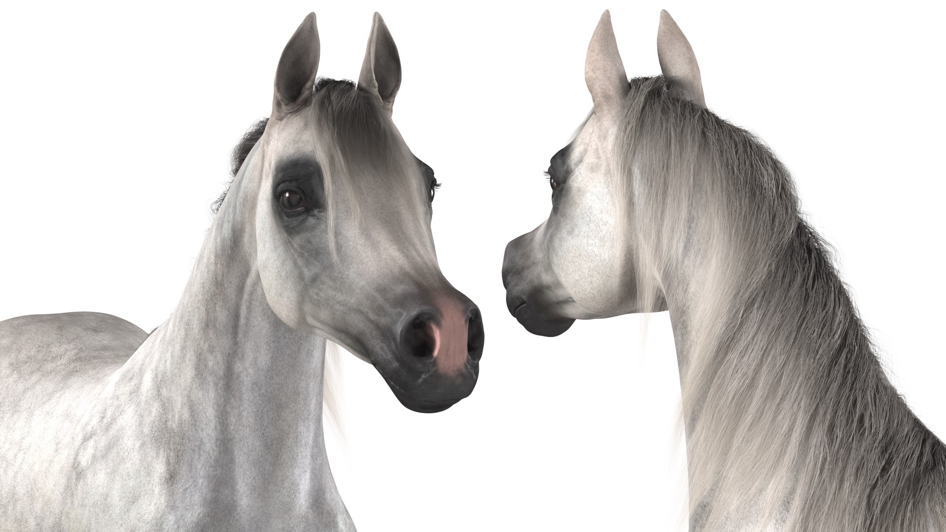 Arabian Horse Gray Dappled Fur 3D Model - TurboSquid 2178027