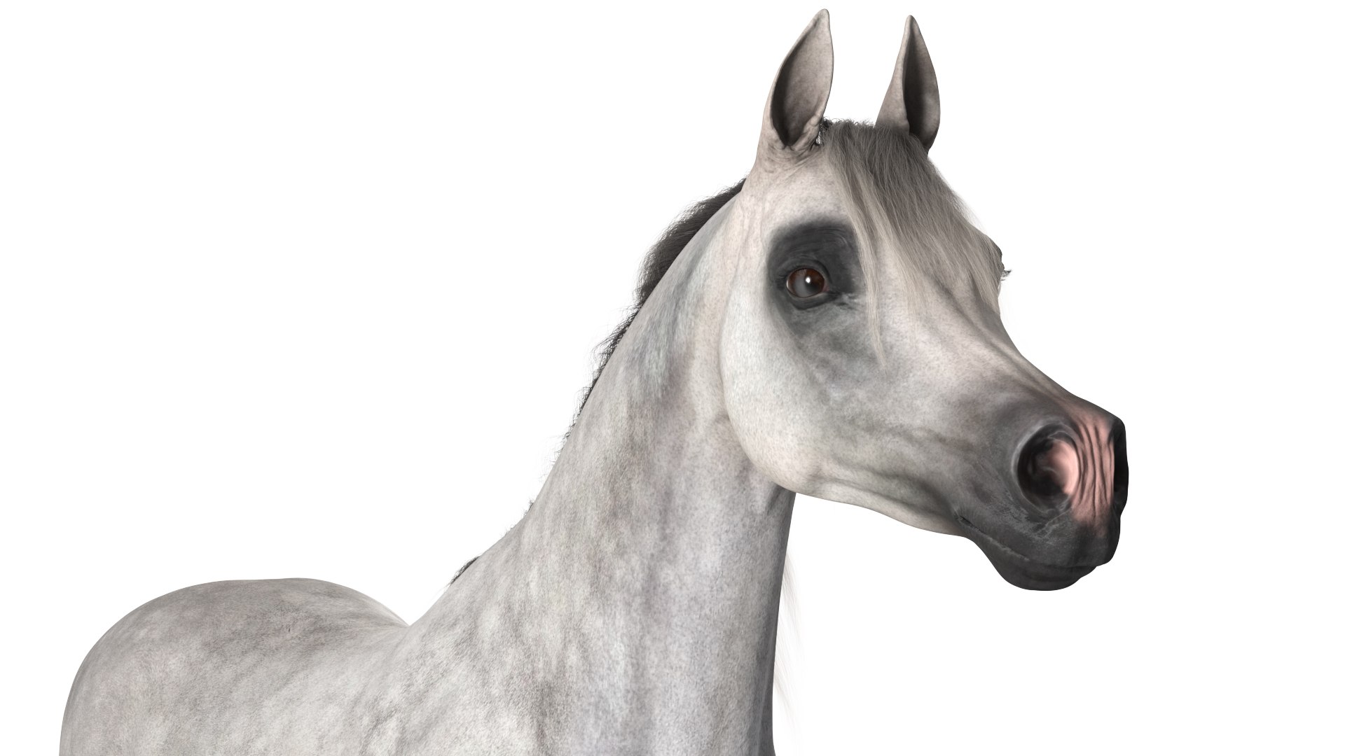 Arabian Horse Gray Dappled Fur 3D Model - TurboSquid 2178027