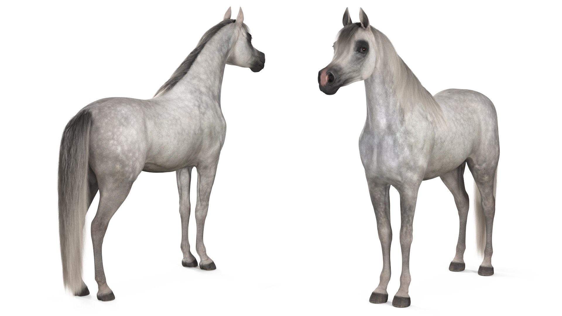 Arabian Horse Gray Dappled Fur 3D Model - TurboSquid 2178027