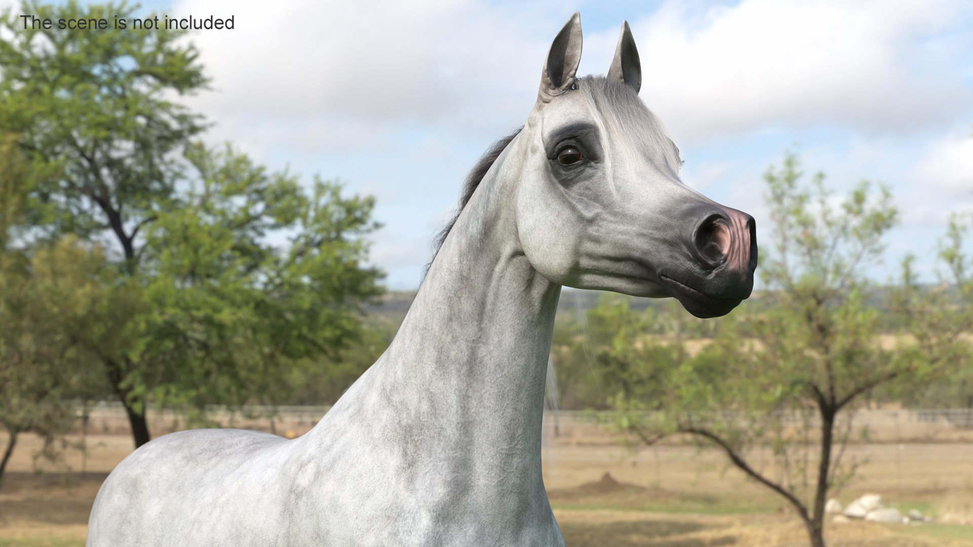 Arabian Horse Gray Dappled Fur 3D Model - TurboSquid 2178027