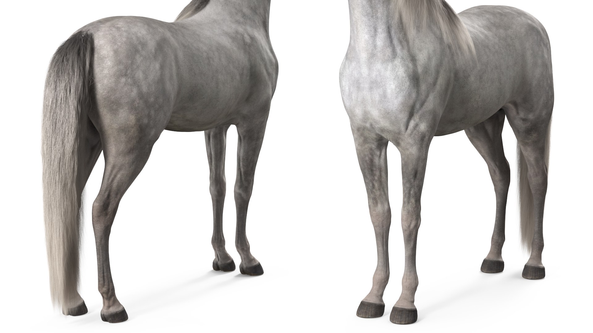 Arabian Horse Gray Dappled Fur 3D Model - TurboSquid 2178027