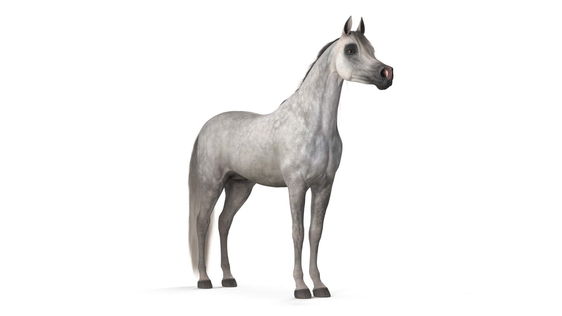 Arabian Horse Gray Dappled Fur 3D Model - TurboSquid 2178027