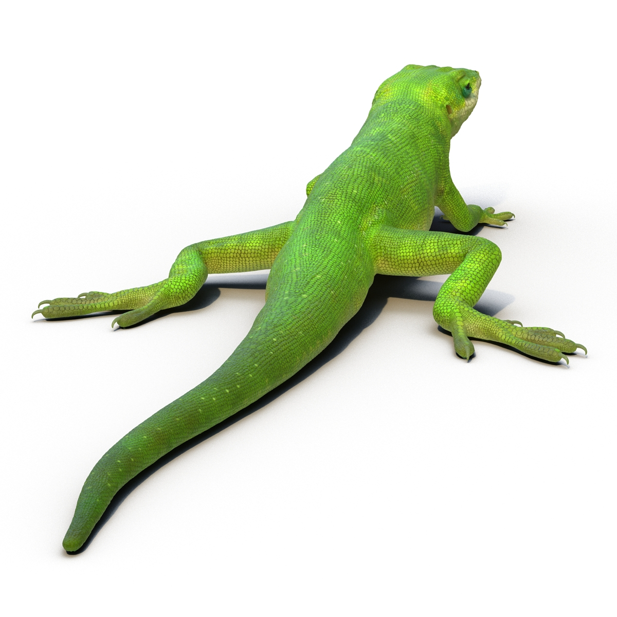 3d model of carolina anole lizard pose