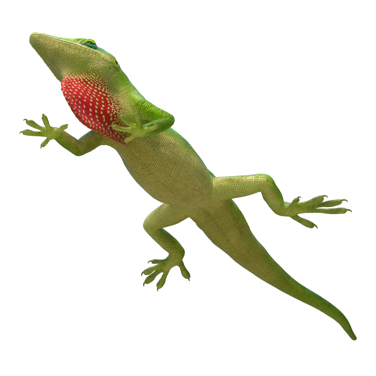3d model of carolina anole lizard pose